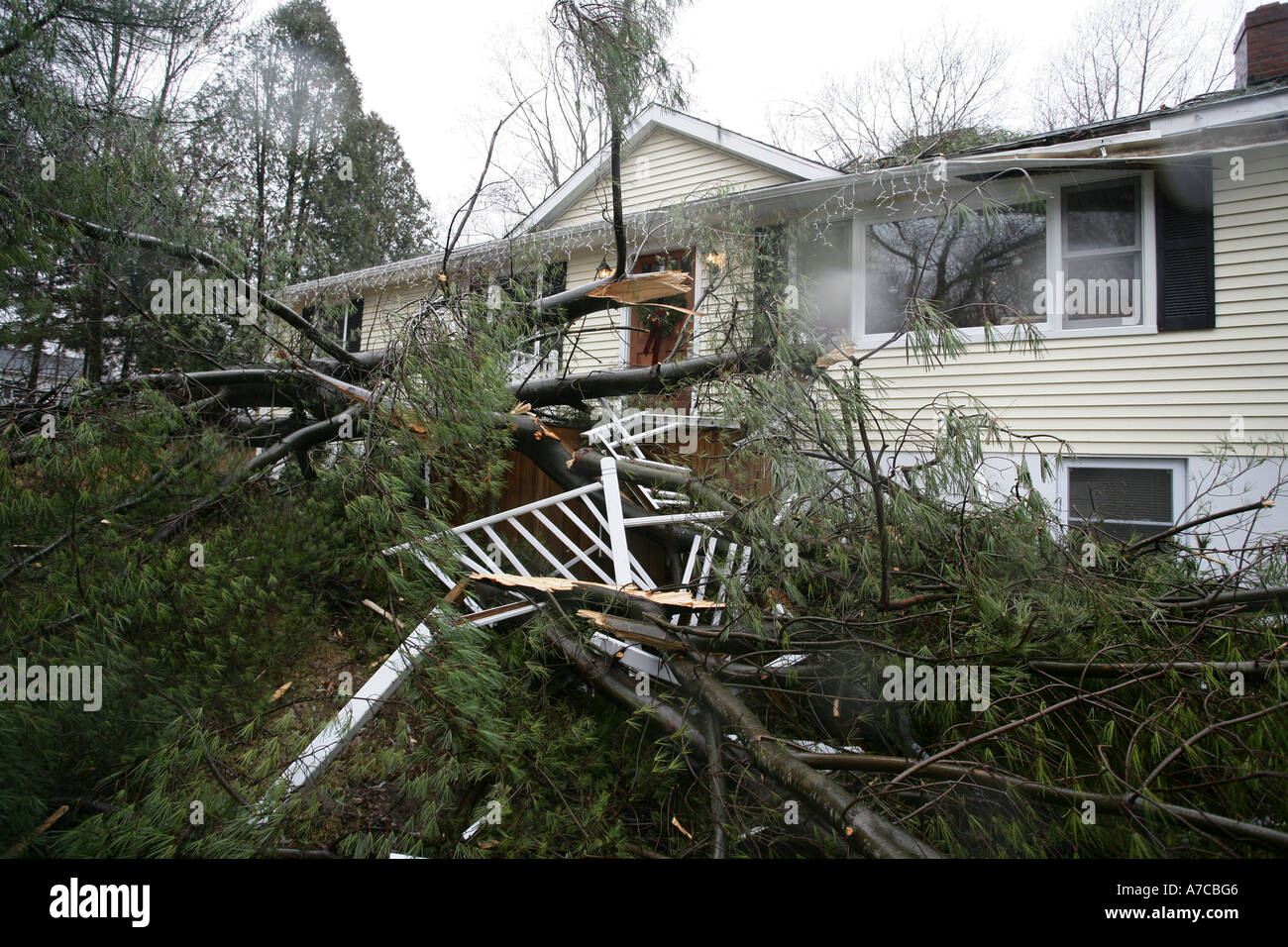 Trees and damage from a massive wind storm Shelton Connecticut USA ...
