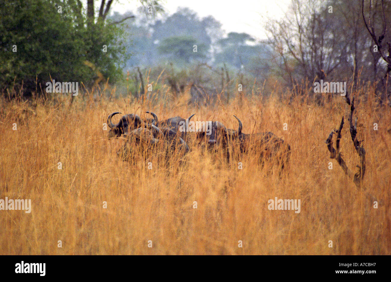Buffalo s National Park Chobe Botswana Stock Photo - Alamy