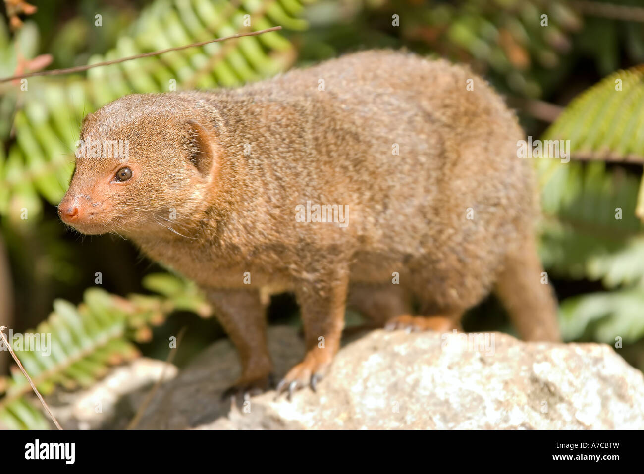 Dwarf mongoose standing on hi-res stock photography and images - Alamy