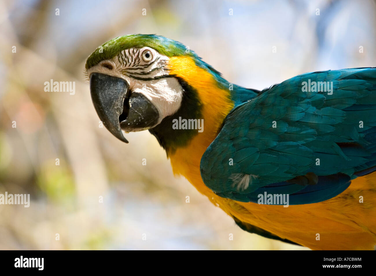 macaw looking over shoulder Stock Photo - Alamy