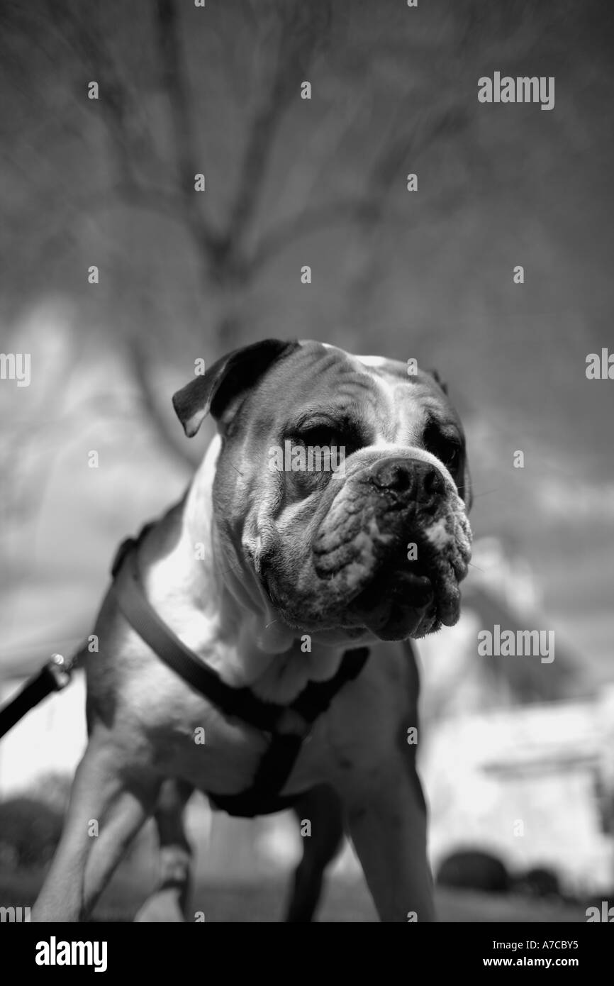 Dog breeds Black and White Stock Photos & Images - Alamy