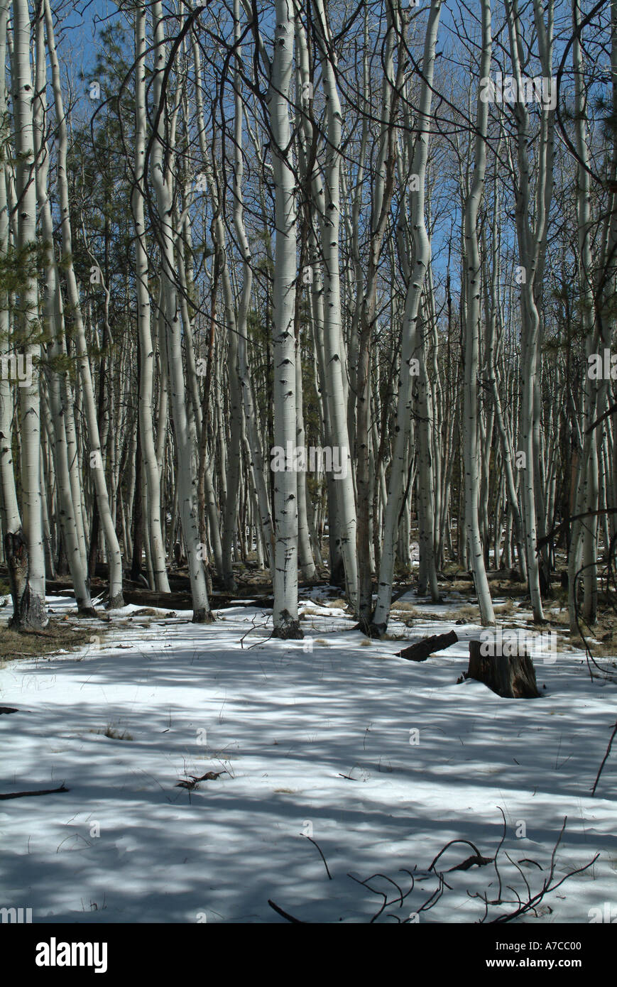 Silver flagstaff hi-res stock photography and images - Alamy