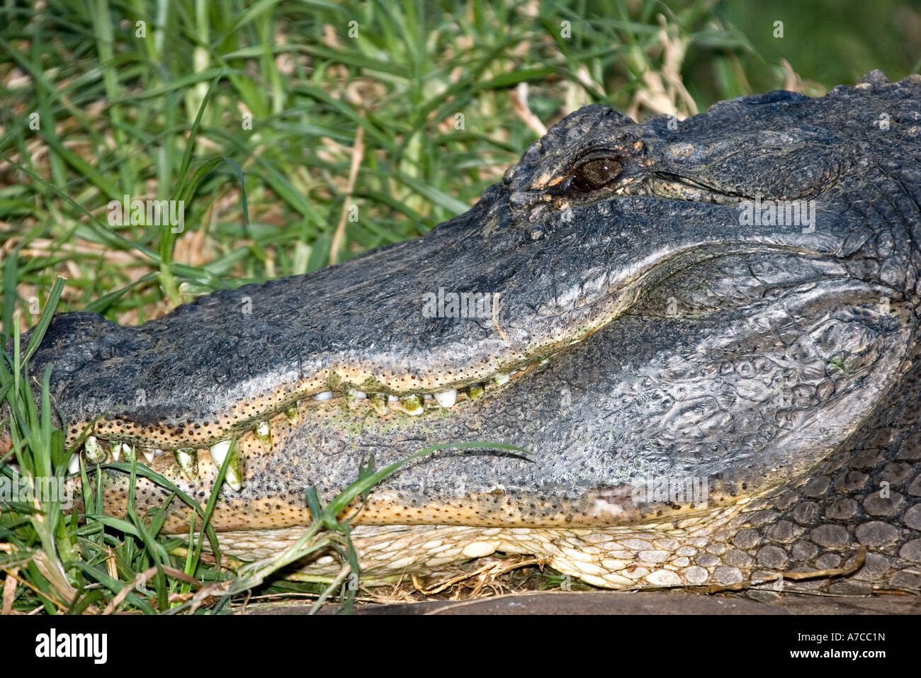 Alligator in algae hi-res stock photography and images - Alamy