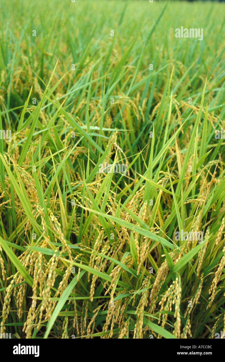 Rice field, Japan Stock Photo - Alamy