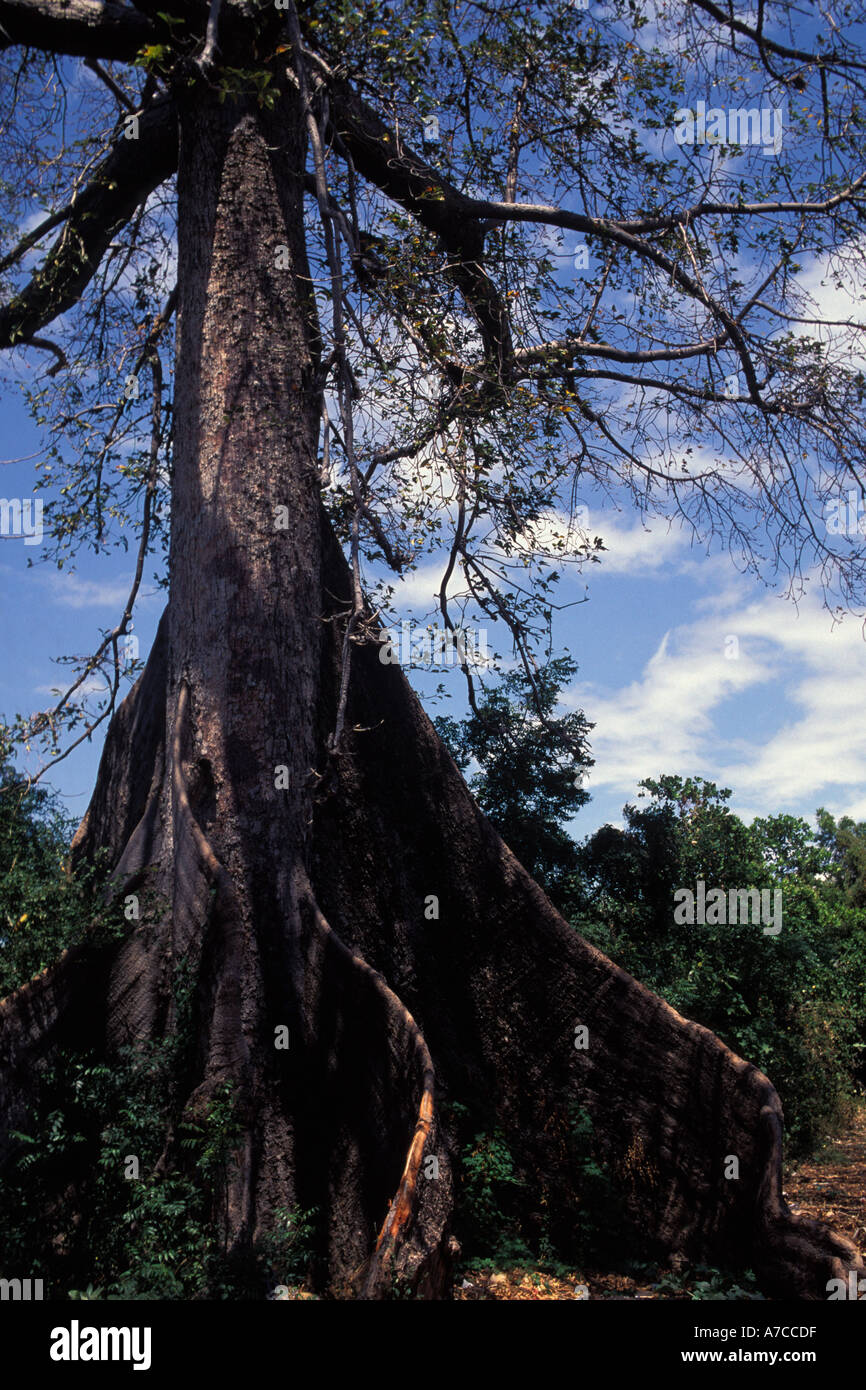 Tree Bali Indonesia Stock Photo - Alamy