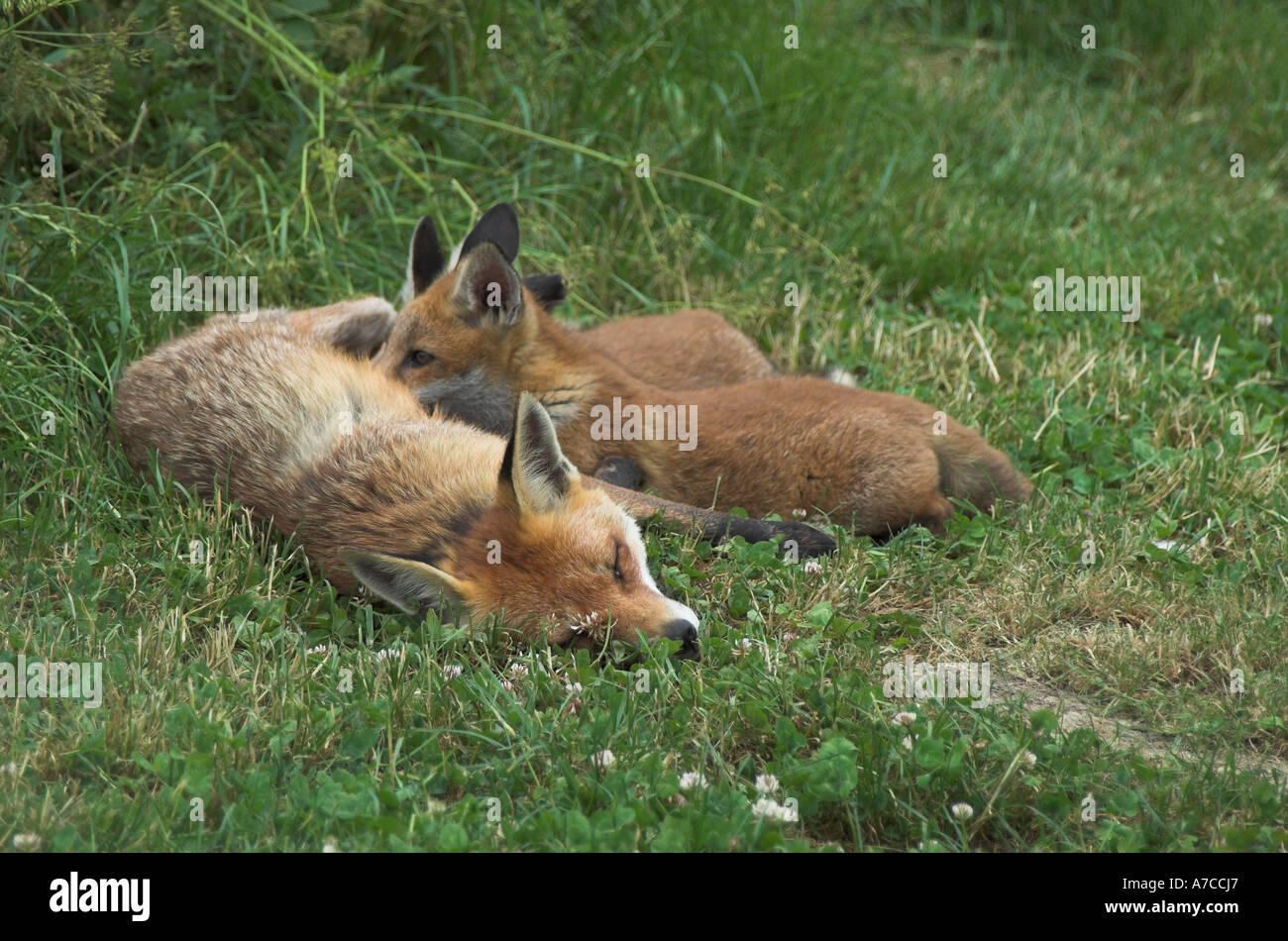 Fox and cubs woodland hi-res stock photography and images - Alamy