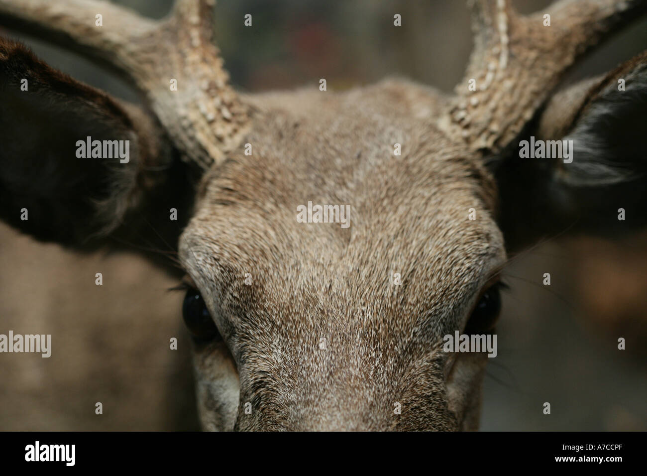 Deer fawn head ears hi-res stock photography and images - Alamy