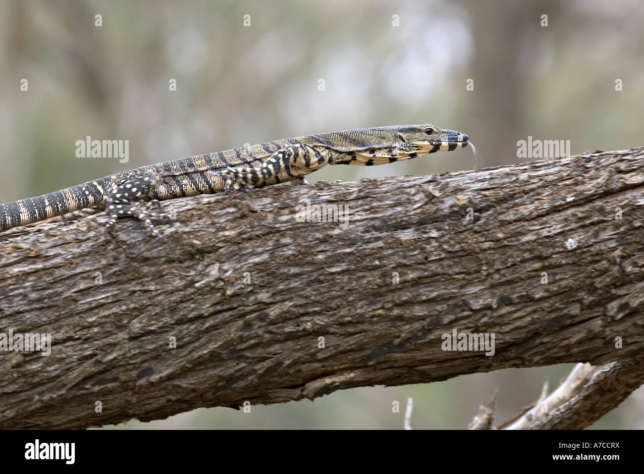 Tonque out hi-res stock photography and images - Alamy