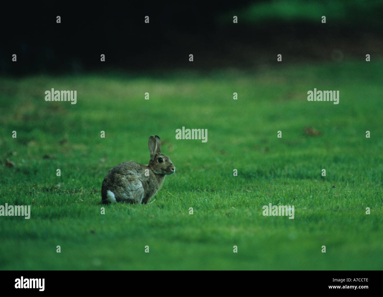 Wild Rabbit (Oryctolagus cuniculus) in the Uk Stock Photo - Alamy