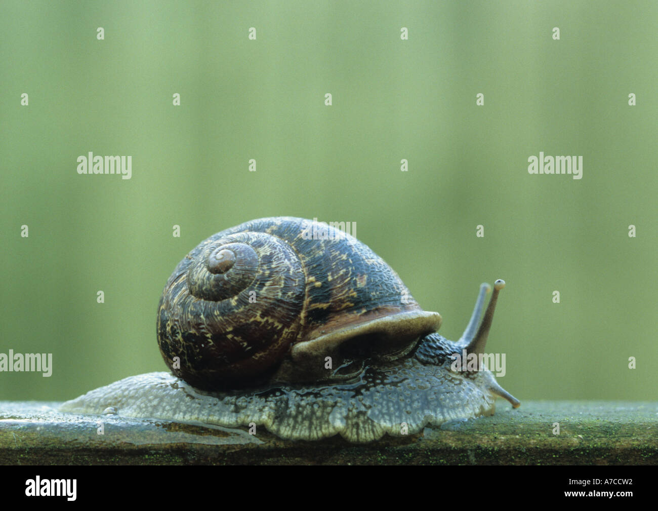 Garden Snail (Helix aspersa) in the Uk Stock Photo - Alamy