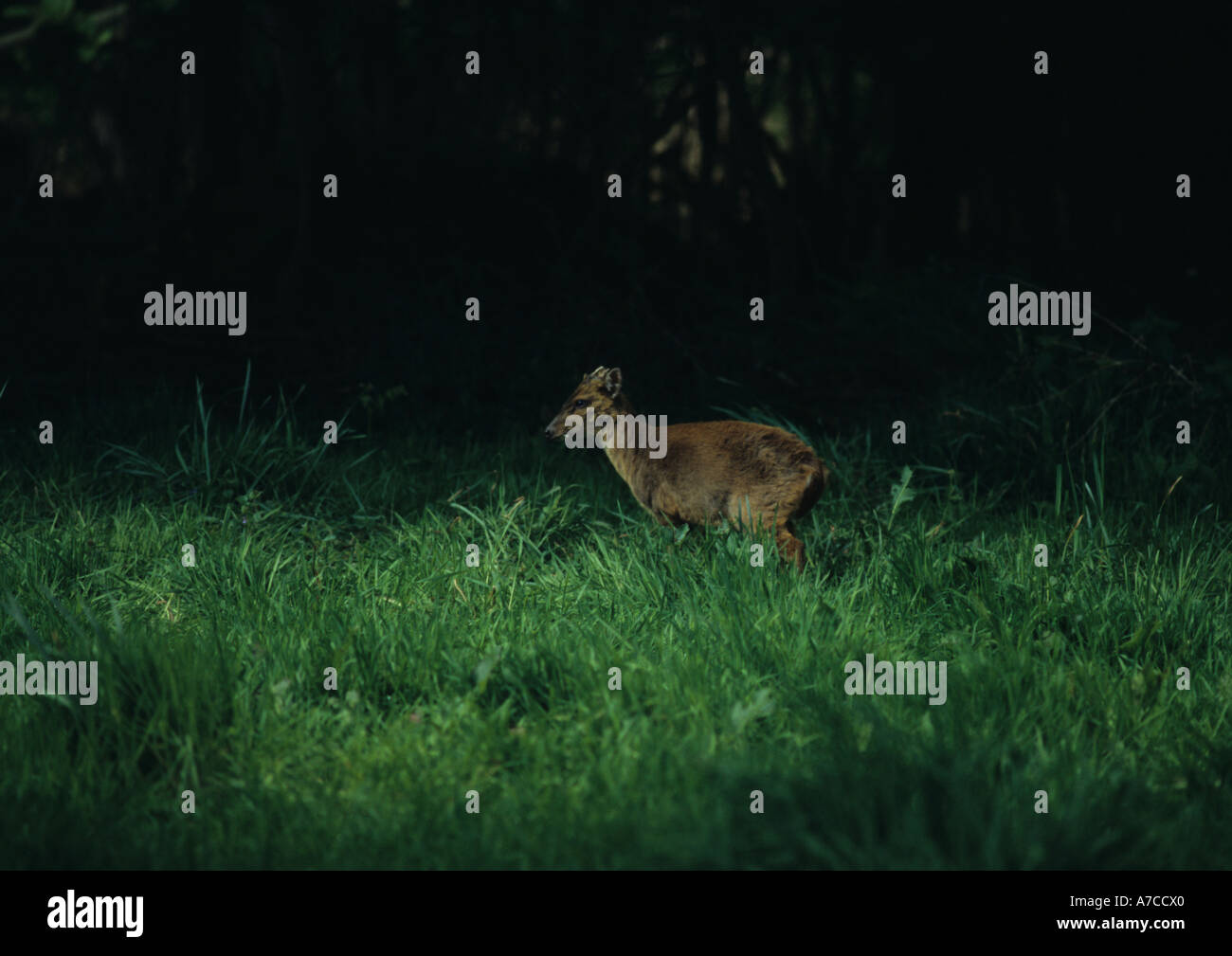 Chinese muntjac deer hi-res stock photography and images - Alamy
