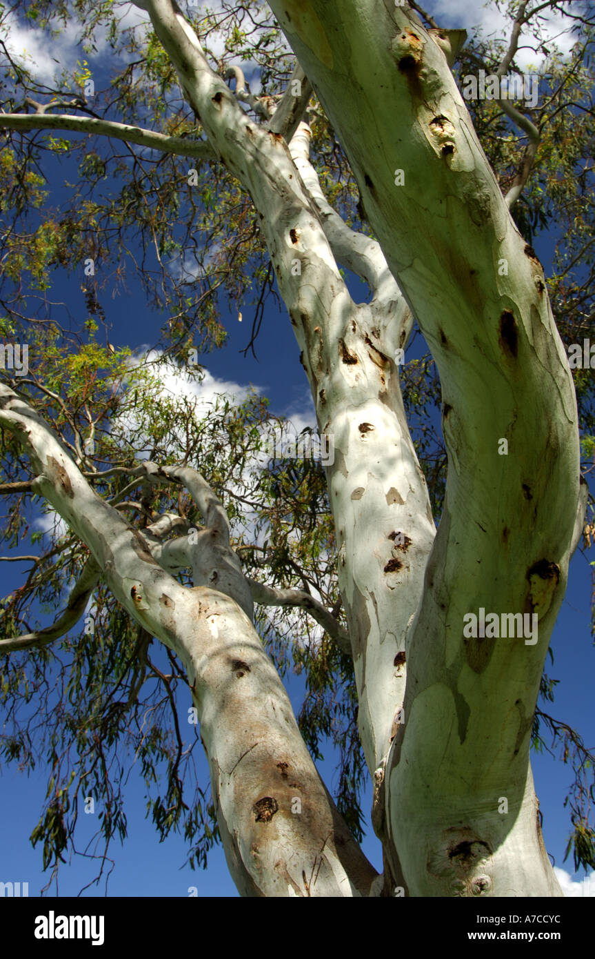 Eucalyptus tree in South Australia next to the Murray River Stock Photo ...