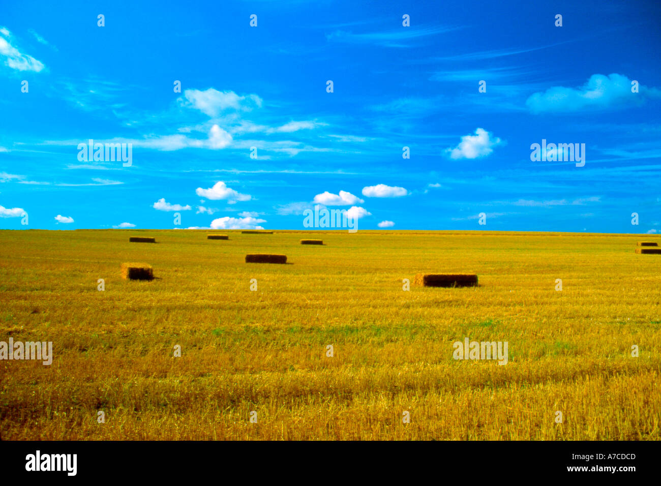 Harvesting in France harvesting crop cereal hay haystacks rick of straw ...