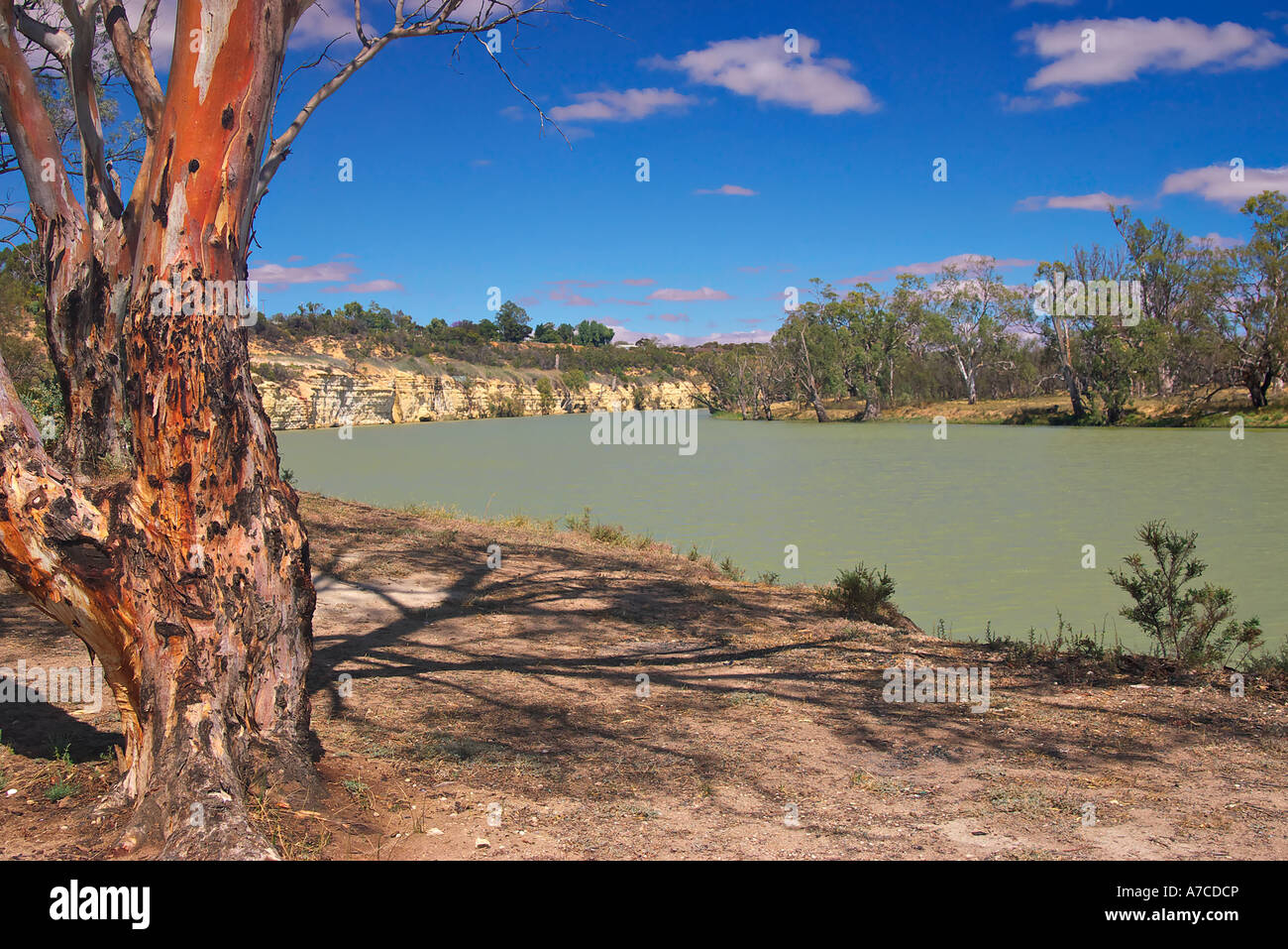 river red gum on the river murray river Stock Photo - Alamy