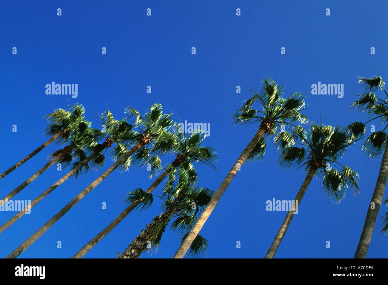 Feathered leaves hi-res stock photography and images - Alamy