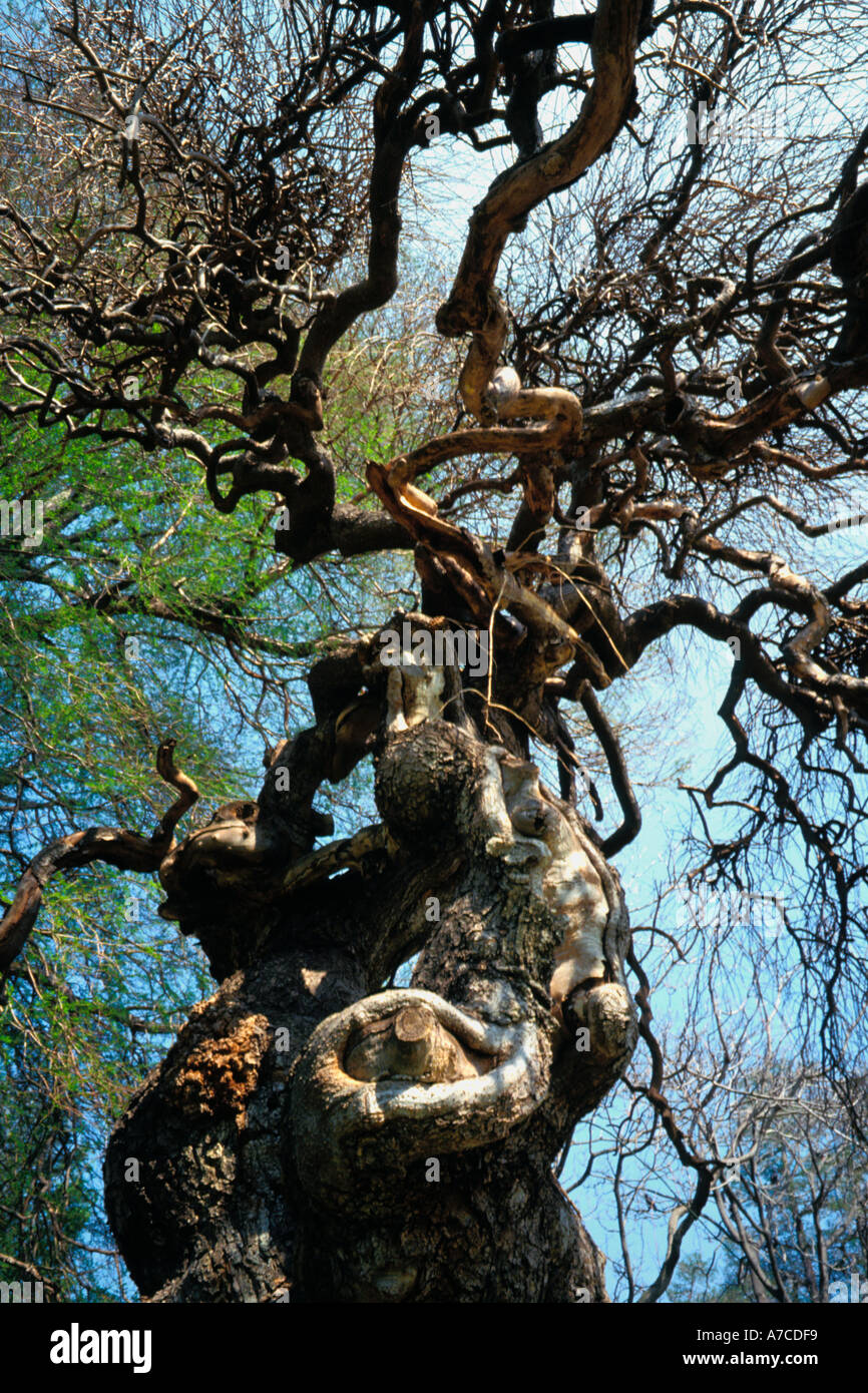 Gnarled dead tree branch hi-res stock photography and images - Alamy
