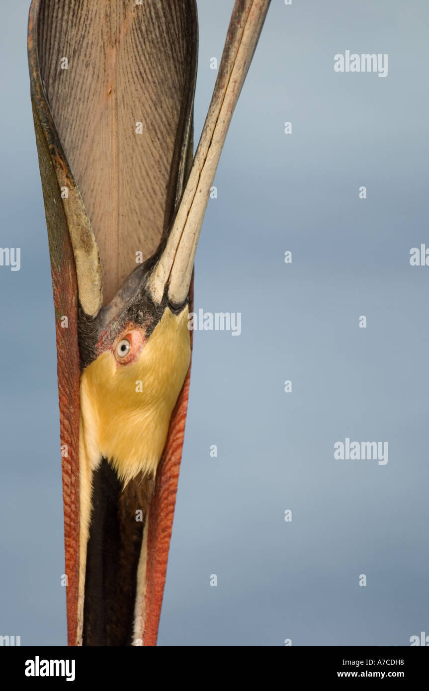 Pelican beak stretching hi-res stock photography and images - Alamy