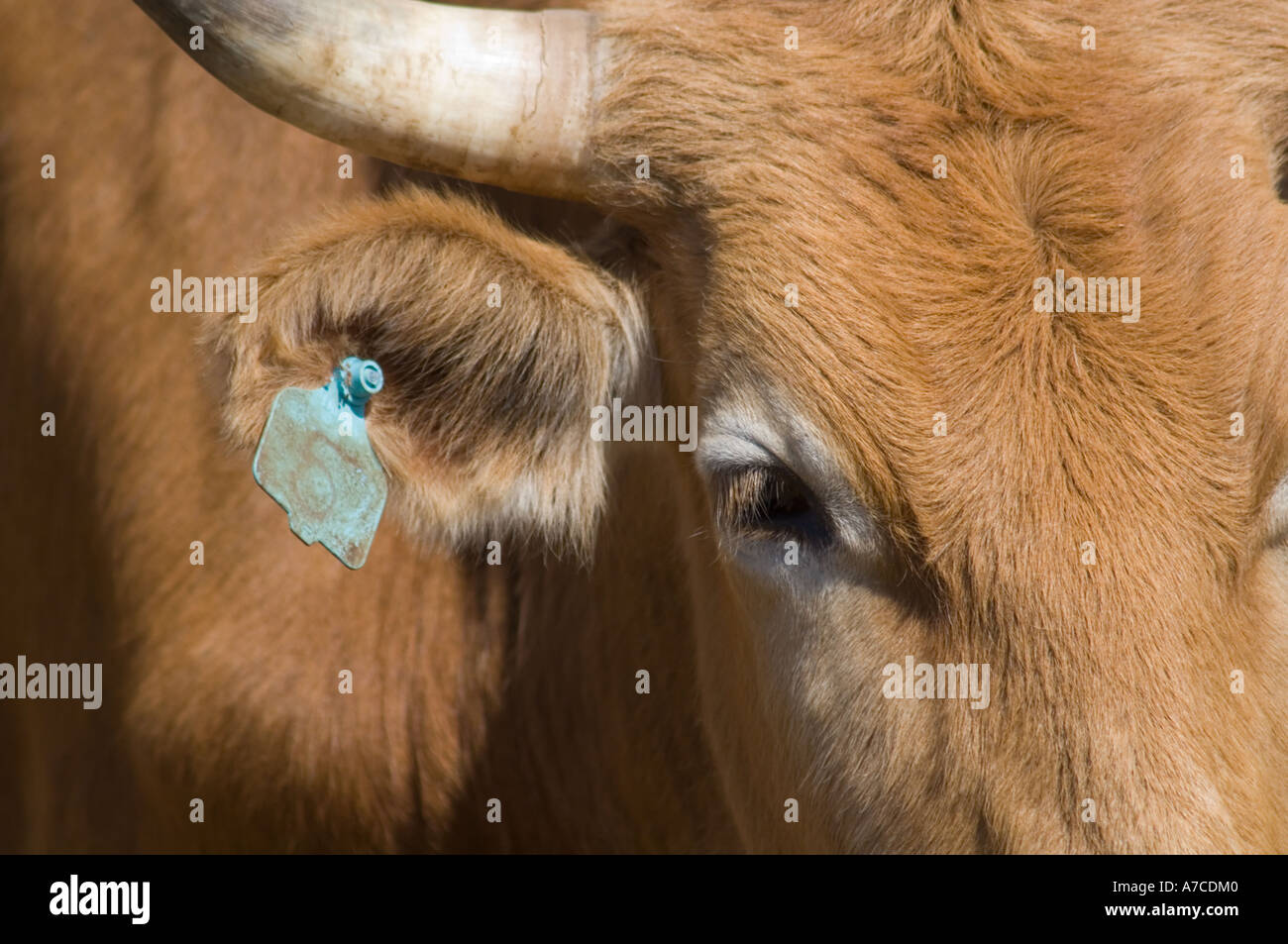 Ear tag number hi-res stock photography and images - Alamy