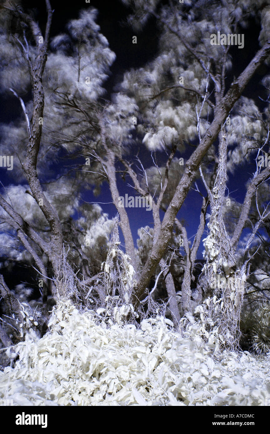 Stradbrook island near Brisbane QLD Australia Stock Photo - Alamy