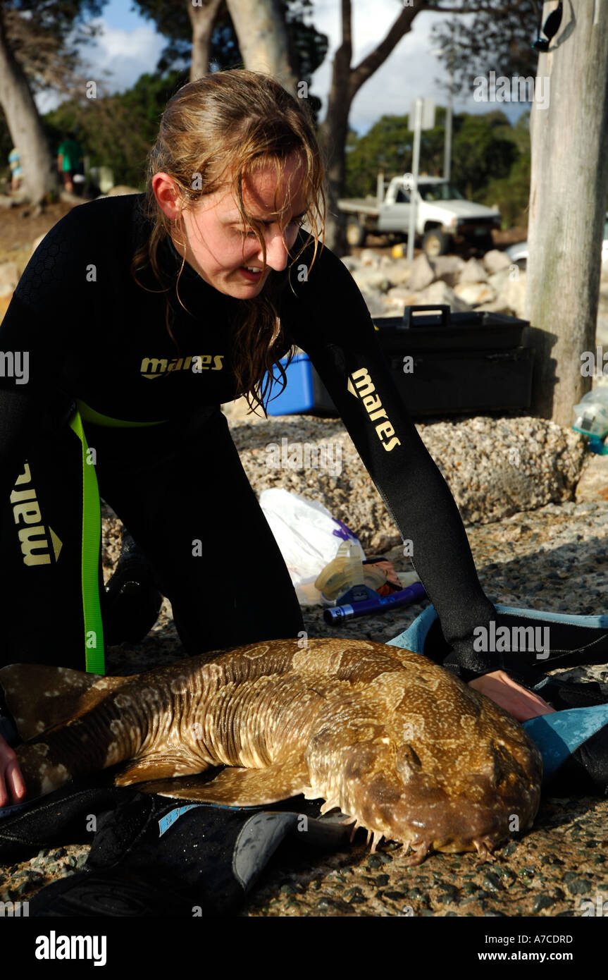 Shark student Jo Stead who tags wobbegong sharks on Stradbroke Island ...