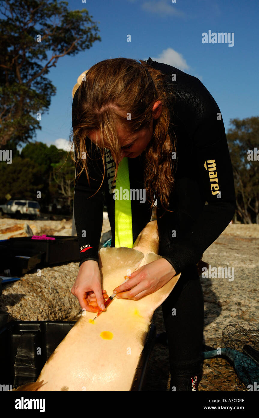 Shark student Jo Stead who tags wobbegong sharks on Stradbroke Island ...