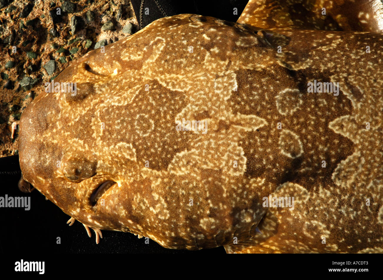 Wobbegong shark australia hi-res stock photography and images - Alamy