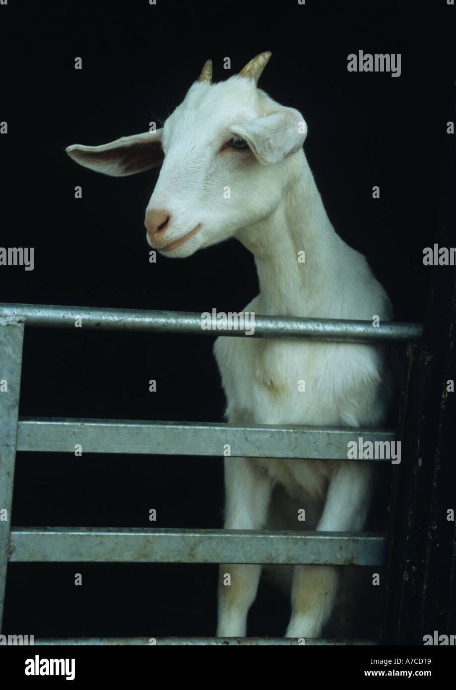 Goat At Gate in the Uk Stock Photo - Alamy