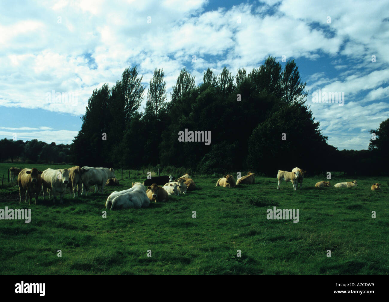 Norfolk british white cattle hi-res stock photography and images - Alamy