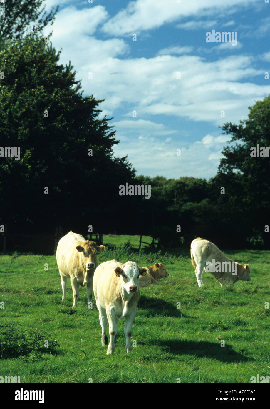 Cows In Field in the Uk Stock Photo - Alamy