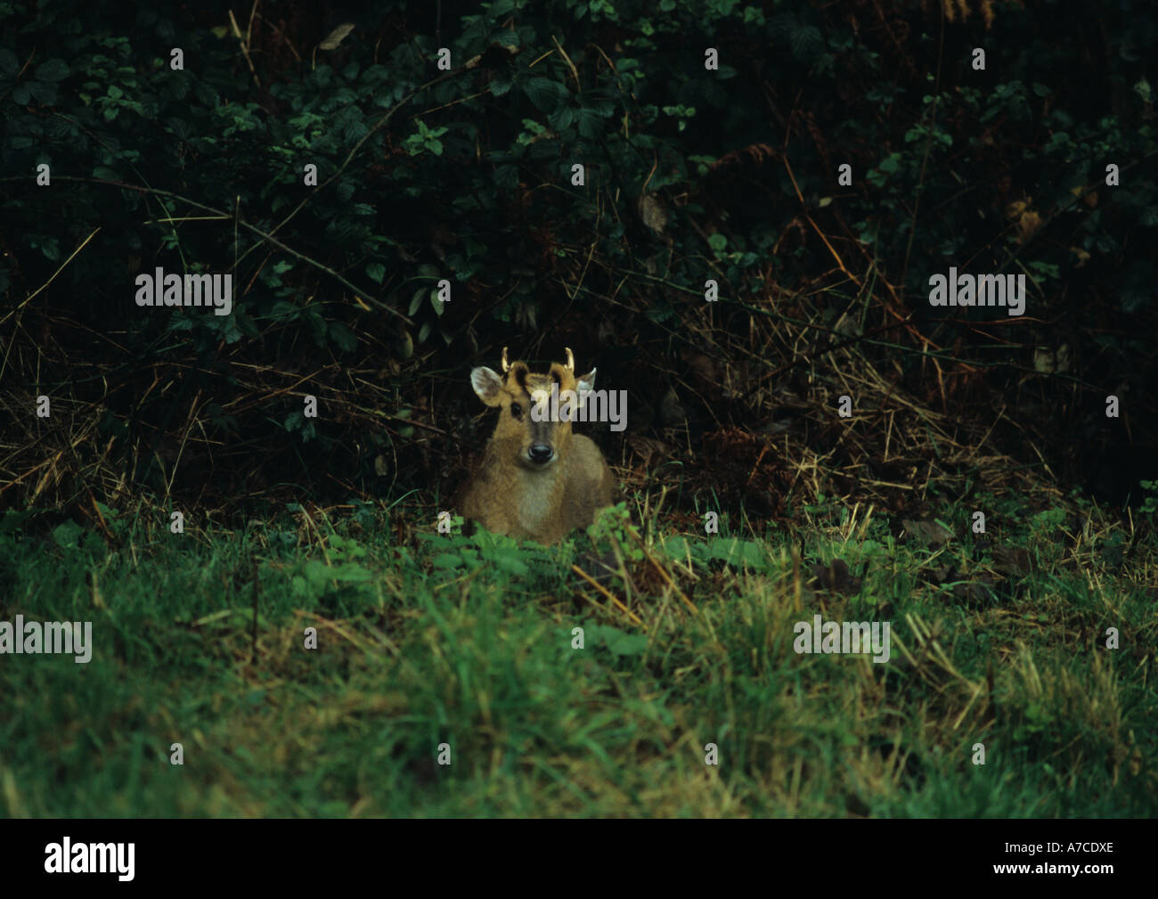 Chinese Muntjac (Muntiacus reevesi) on Benacre Estate in Suffolk in the ...