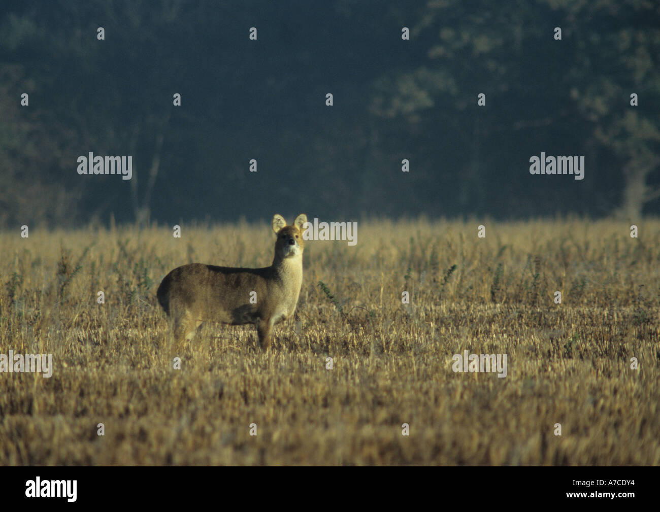 Chinese water deer hydropotes inermis hi-res stock photography and ...