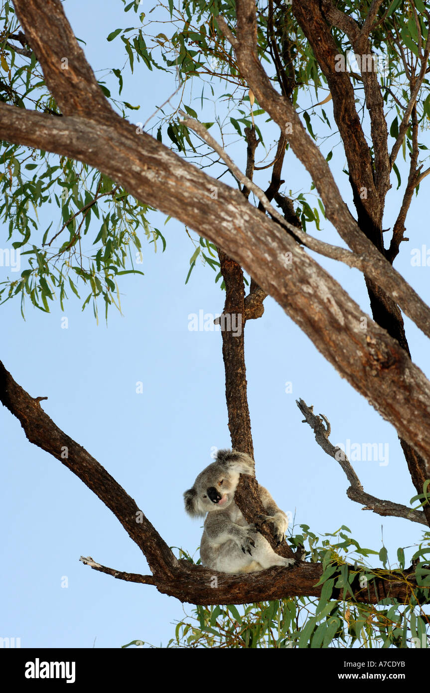 Wild Koala in a tree at sunset on Magnetic Island QLD in Australia ...