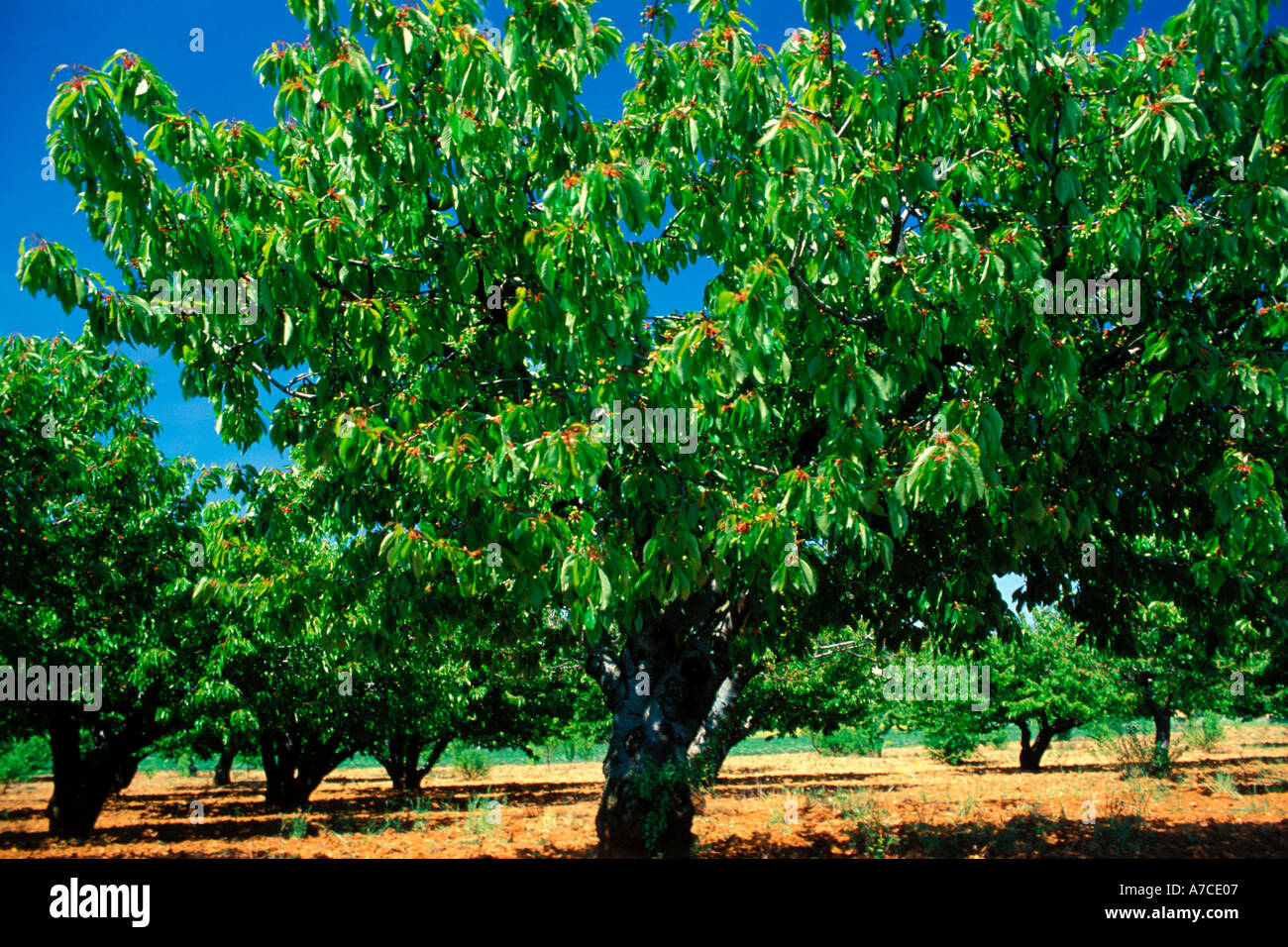 Cherry trees orchard in provence hi-res stock photography and images ...