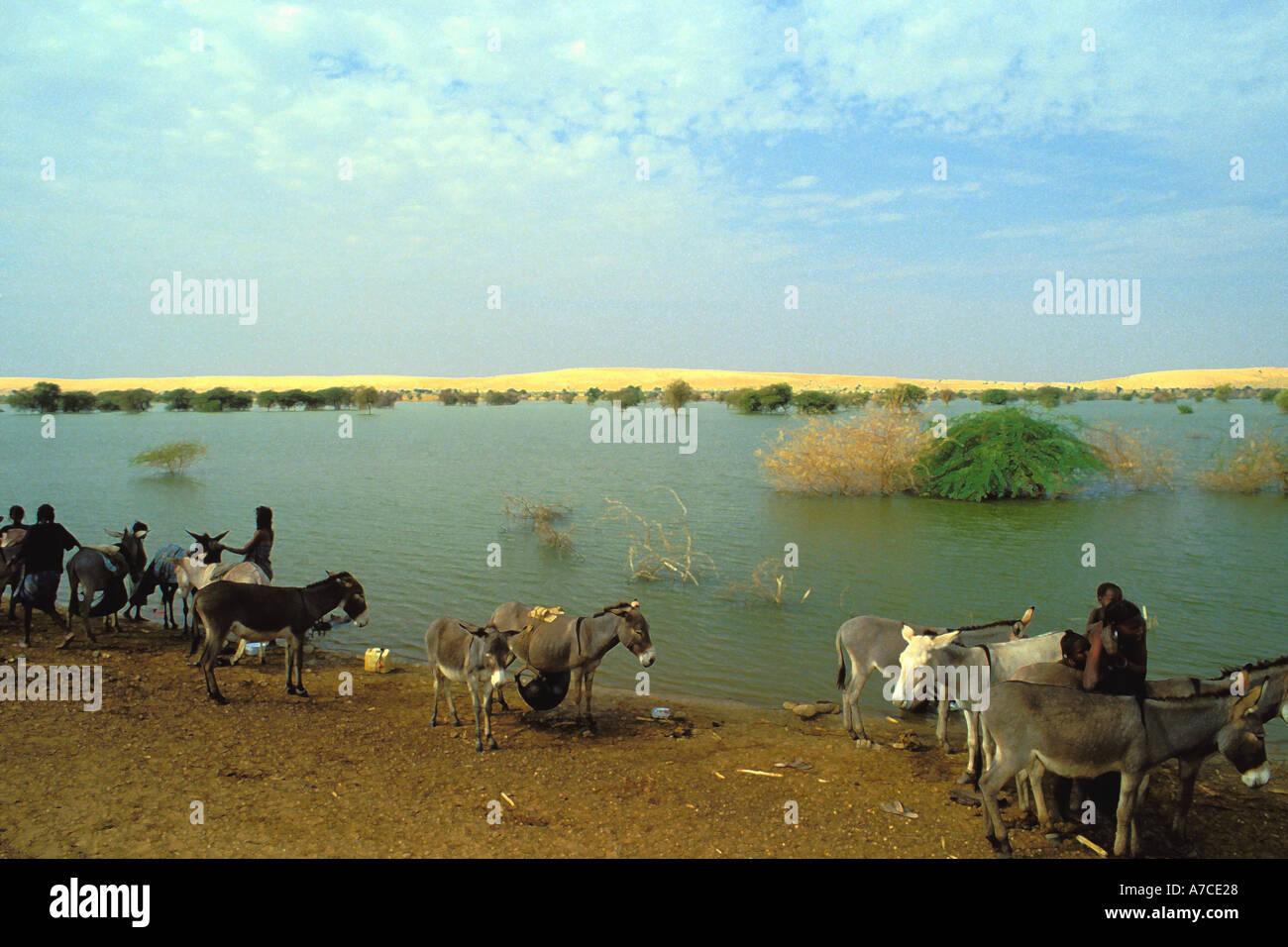 Donkey watering hole in desert hi-res stock photography and images - Alamy