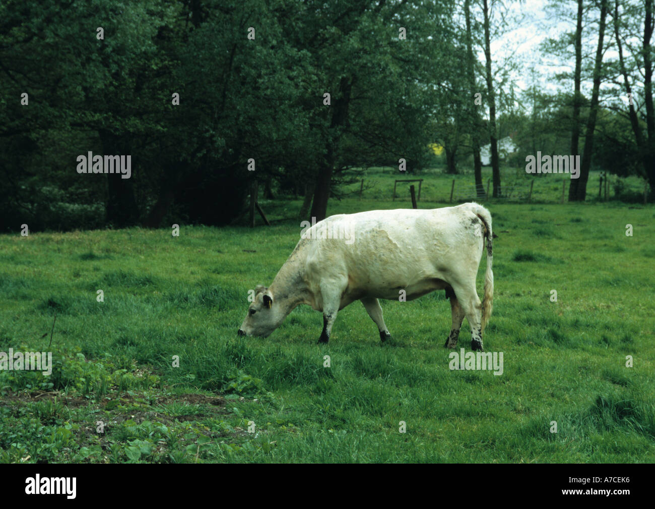 Cow In Field in the Uk Stock Photo - Alamy