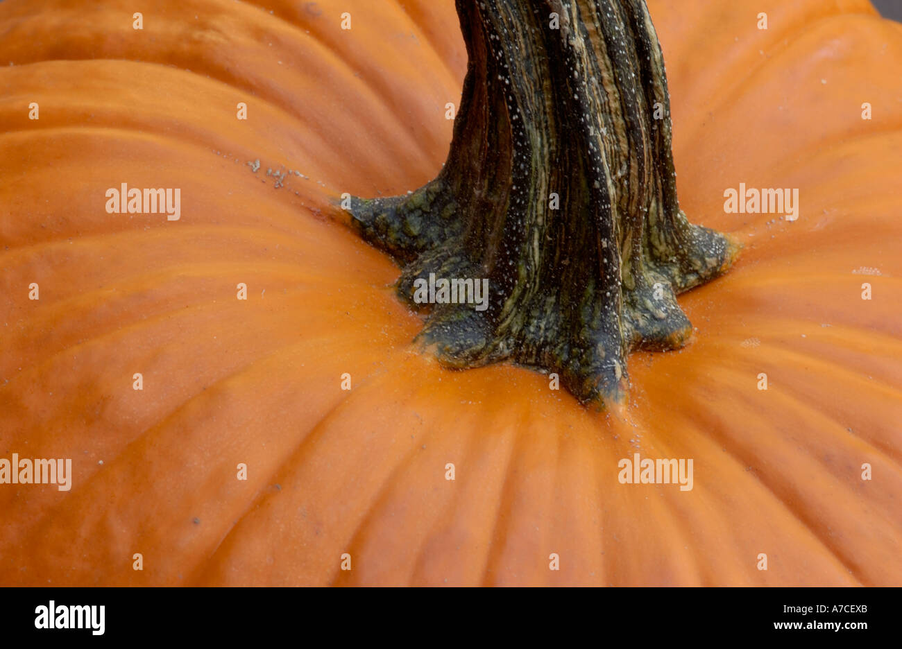 Pumpkin top and stem Stock Photo - Alamy