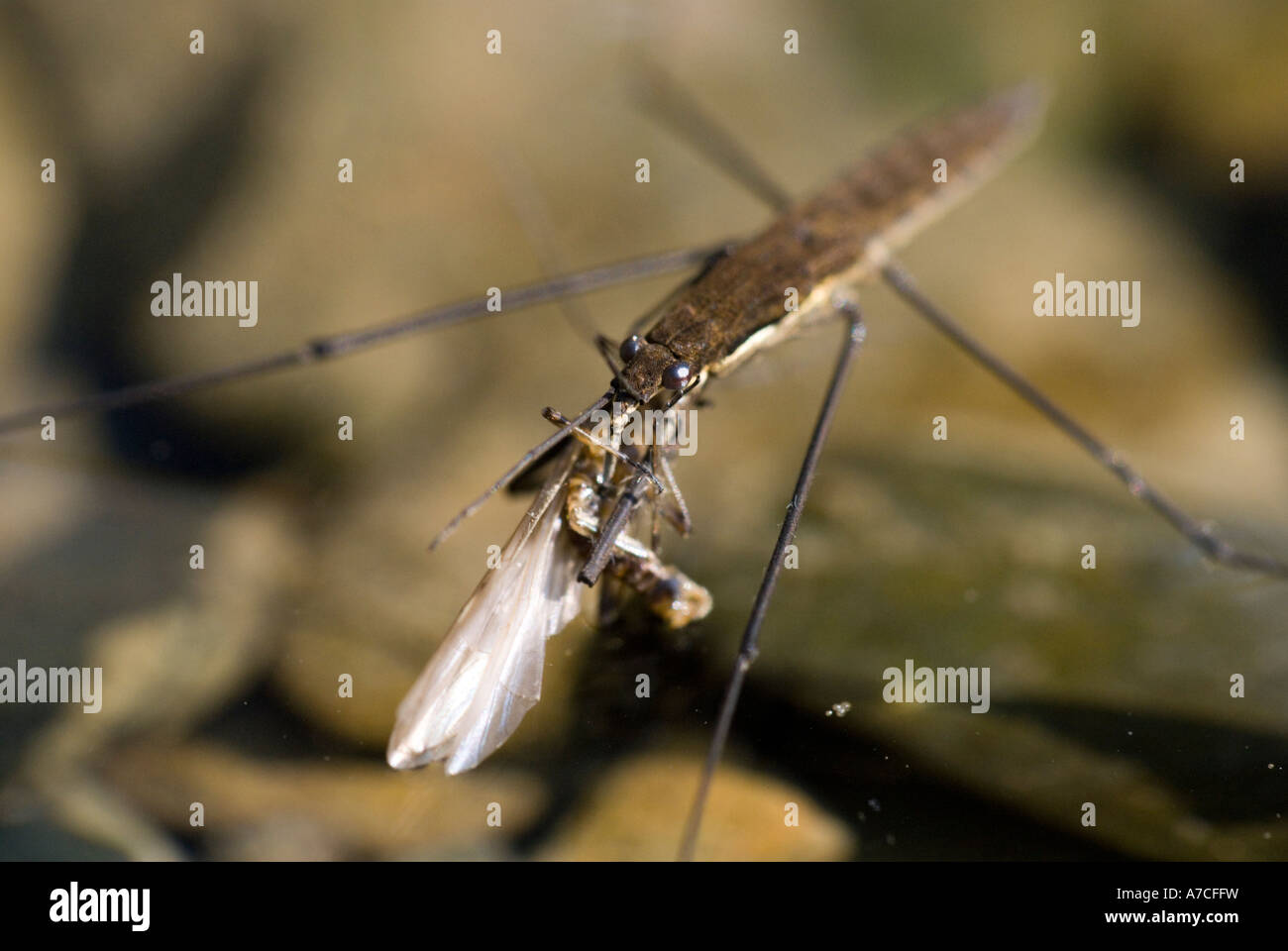 Water strider hunting hi-res stock photography and images - Alamy