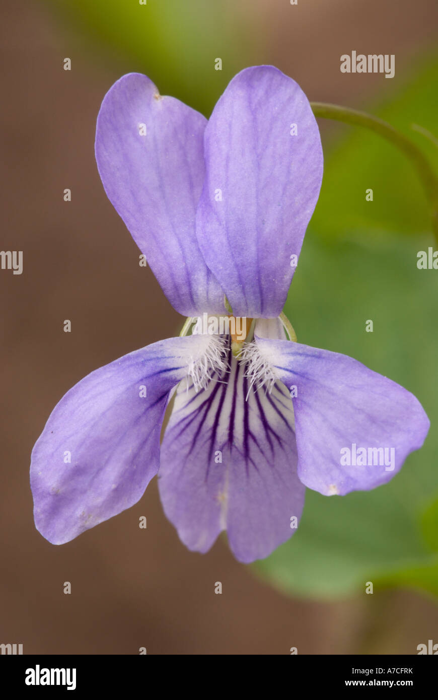 Common dog violet Viola riviniana, Wales, UK Stock Photo - Alamy