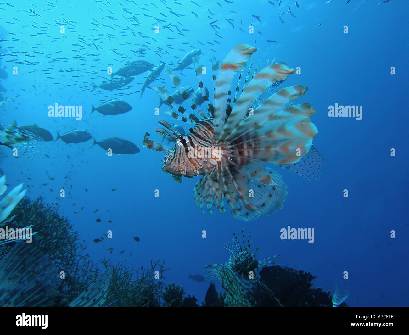 Lion Fish Dancing Stock Photo - Alamy