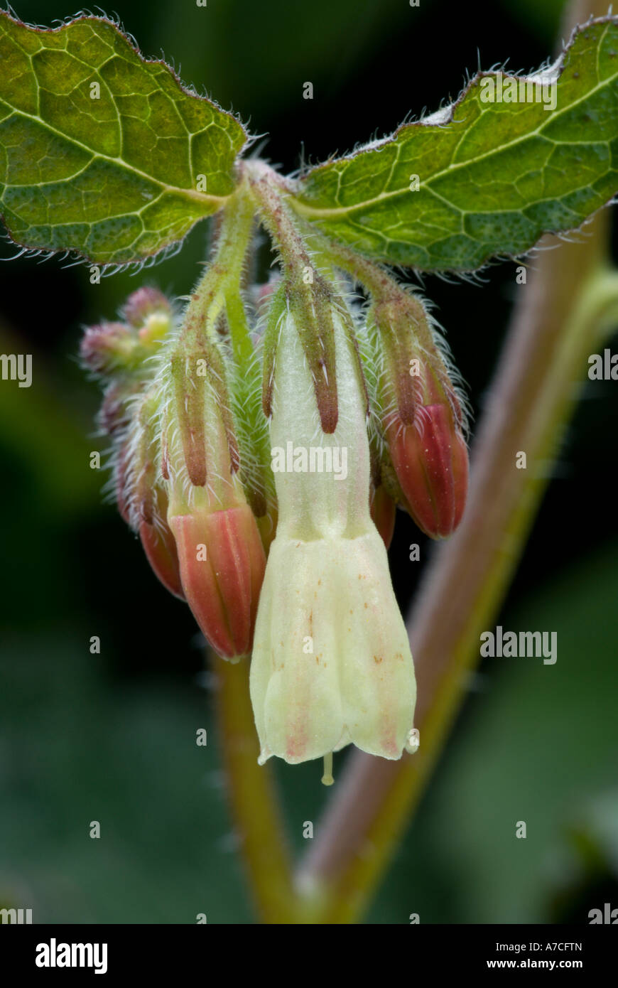 Dwarf Comfrey flowers Stock Photo - Alamy