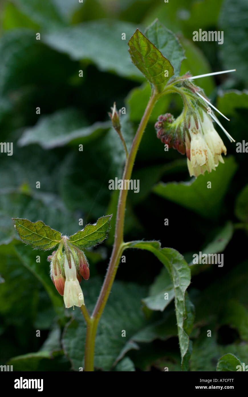 Dwarf Comfrey flowers Stock Photo - Alamy