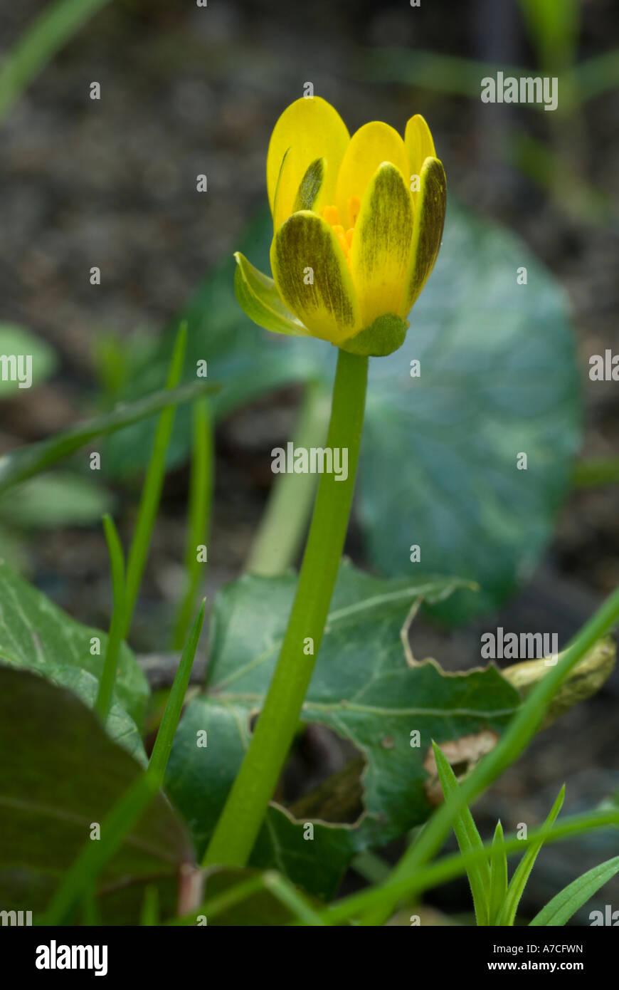 Lesser Celandine flower bud Ranunculus ficaria, Wales, UK Stock Photo ...