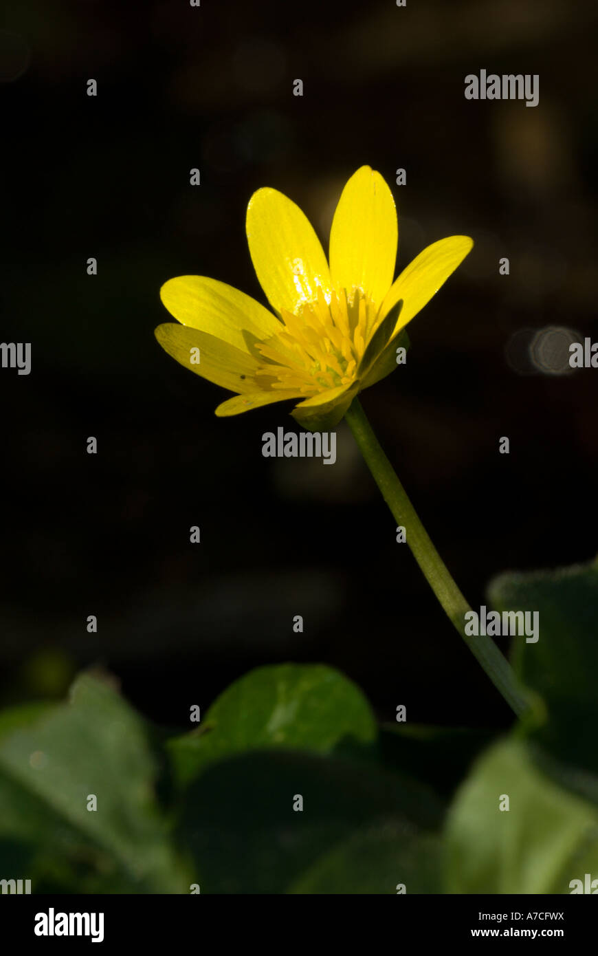 Lesser Celandine Ranunculus ficaria, Wales, UK Stock Photo - Alamy