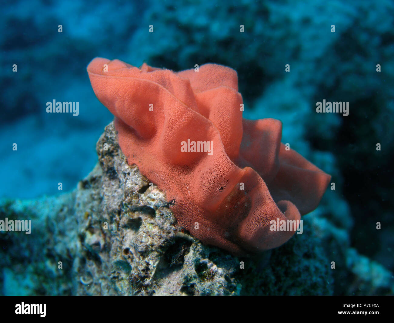 Snail's Eggs in the Red Sea Stock Photo - Alamy
