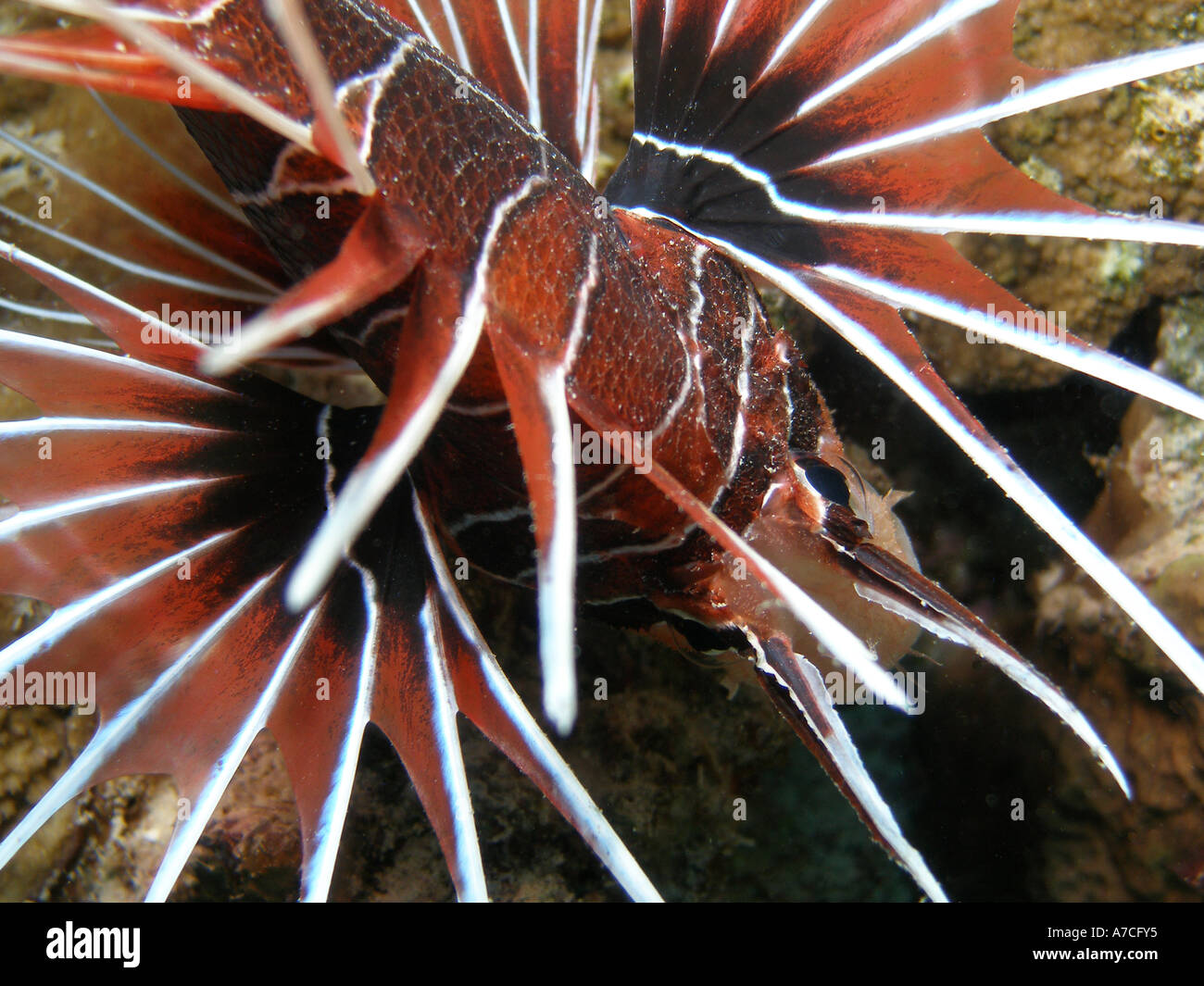 Stone fish spine hi-res stock photography and images - Alamy