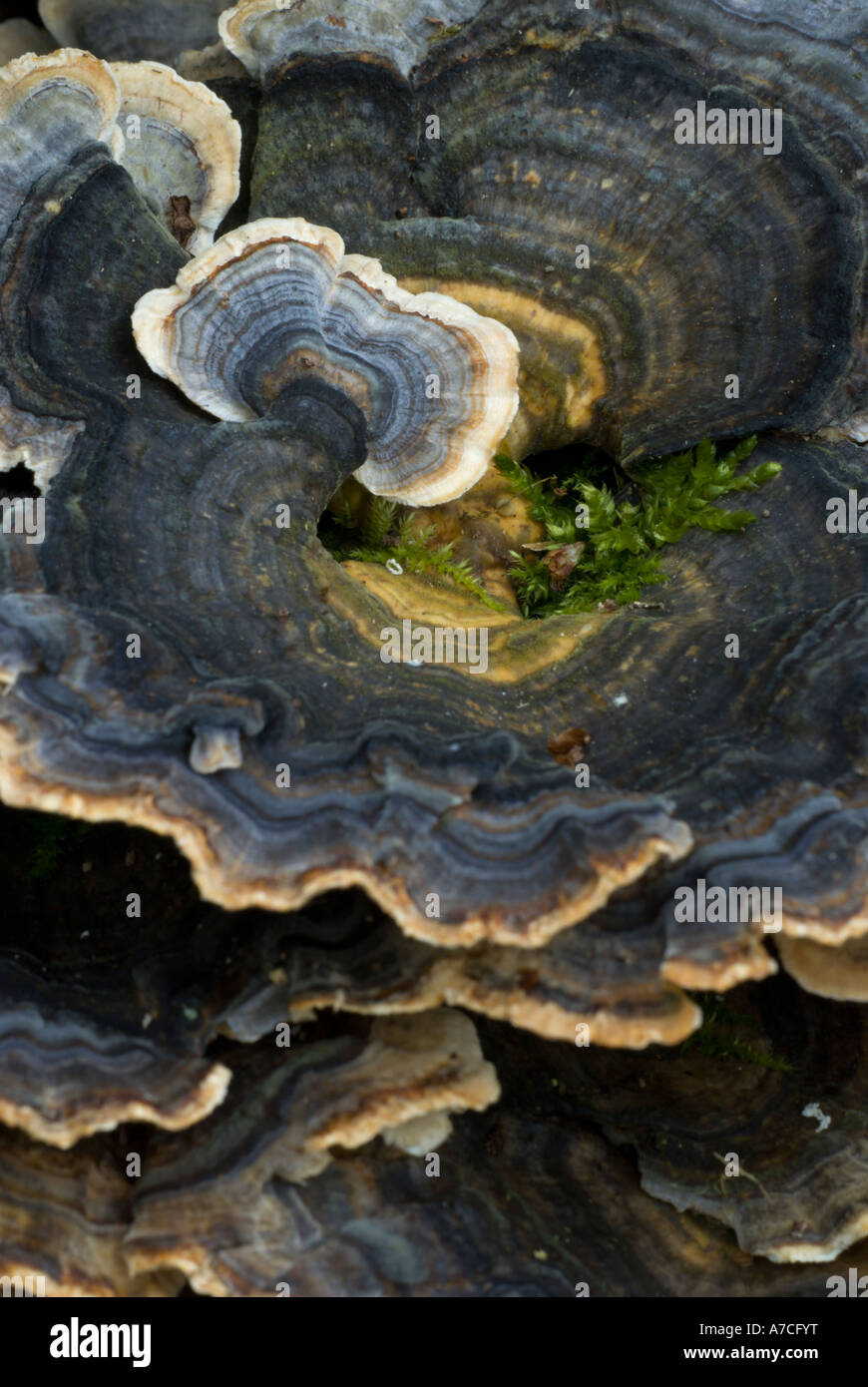 Many zoned polypore hi-res stock photography and images - Alamy