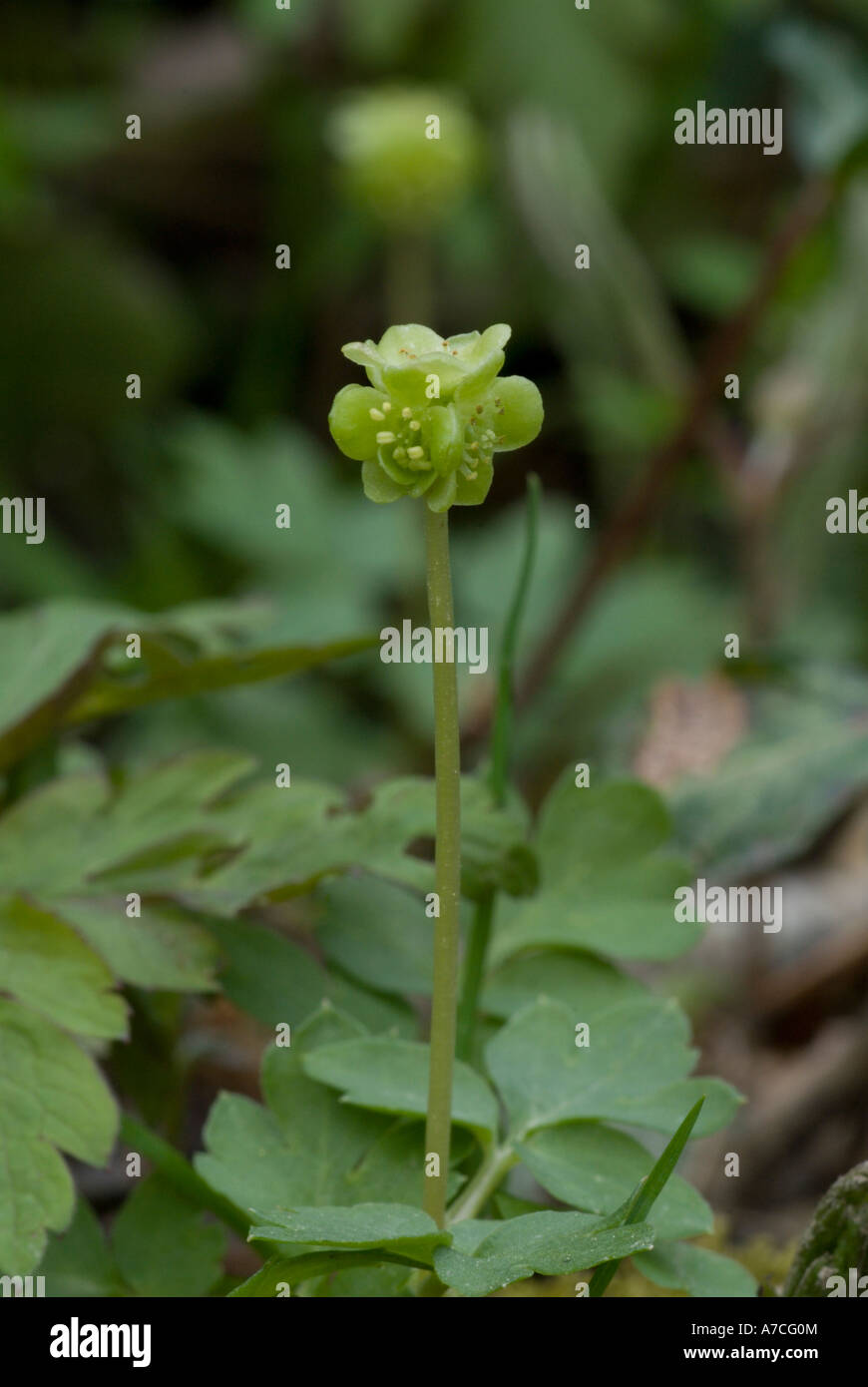 Moschatel on the spring woodland floor, Adoxa moschatellina, Wales, UK ...