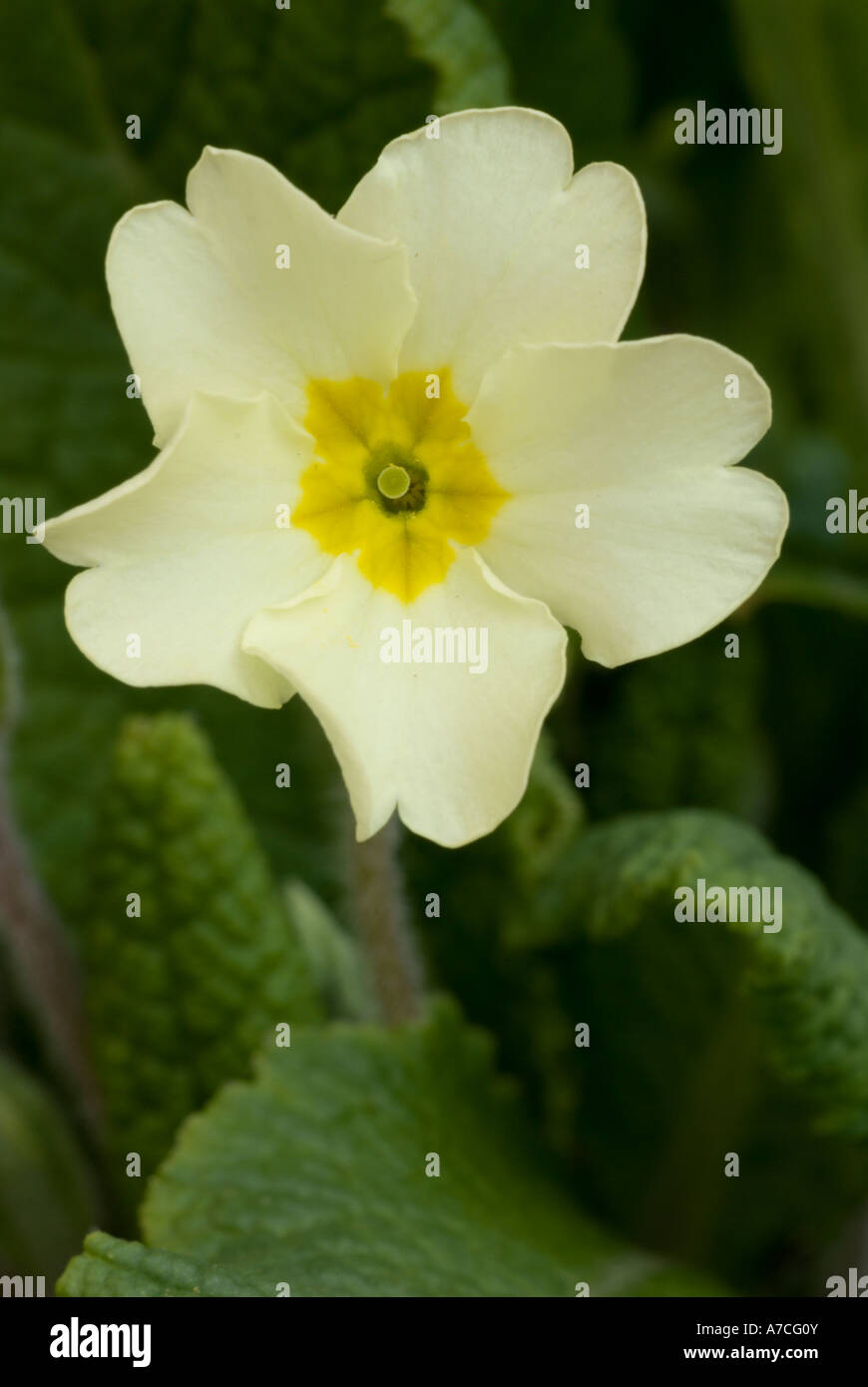 Primrose flower hi-res stock photography and images - Alamy