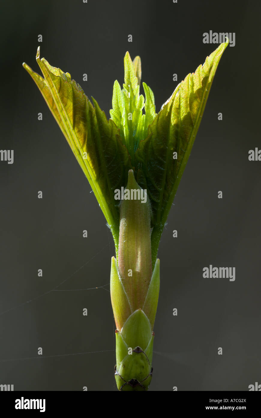 Backlit Sycamore shoot, Spring, Wales, UK Stock Photo - Alamy
