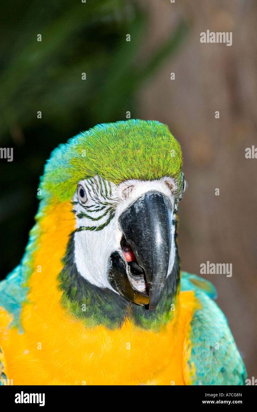 Macaw picture hi-res stock photography and images - Alamy